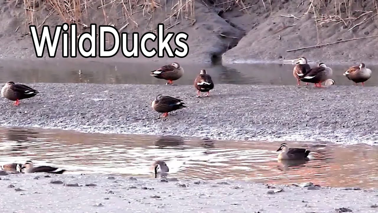 Birds and wild ducks chasing foods | Animals Full HD Video - YouTube