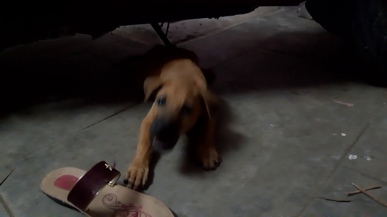 Kombai puppy aggression - Maaran...! - YouTube