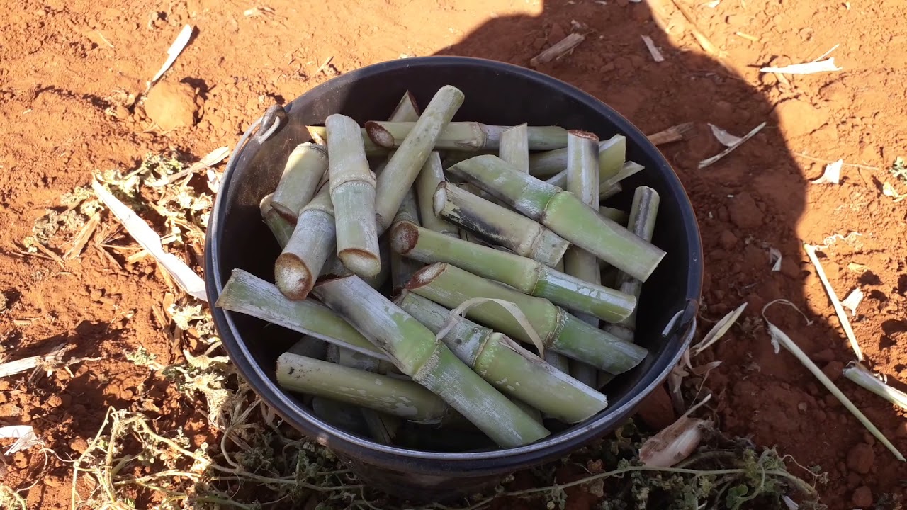 Tutorial completo para plantar capim BRS CAPIAÇU. - YouTube