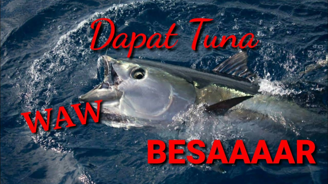 Mancing Tuna sederhana ala Gorontalo, hasilnya luar biasa besaar - YouTube