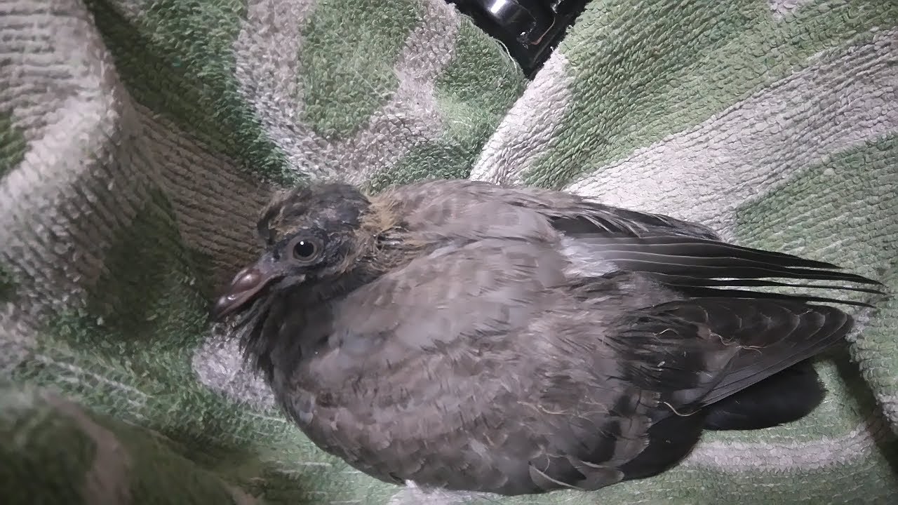 Young Baby Pigeon - YouTube