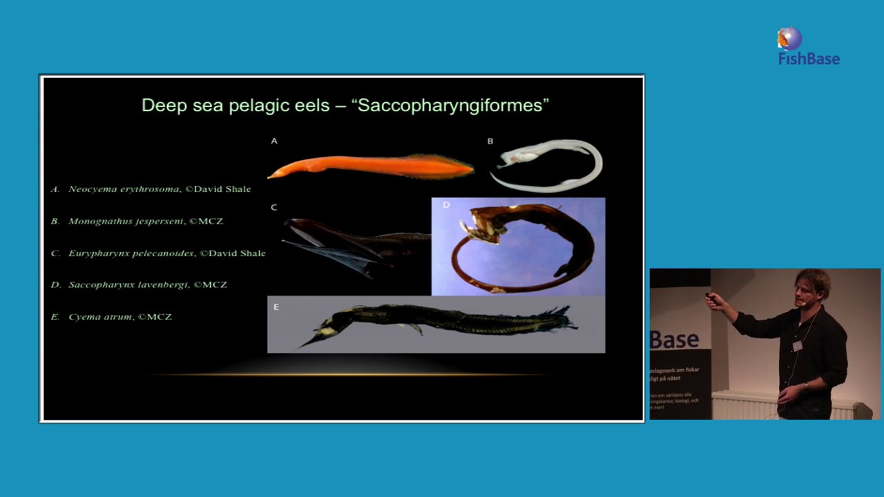 Jan Yde Poulsen: Giants and dwarfs – new species, genera and families ...