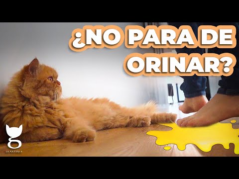 ¿TU GATO ORINA TODA LA CASA? MIRA ESTE VIDEO