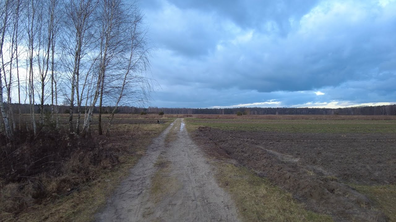 4K Suburban forest relaxing winter walk in Poland - Kabaty Forest - YouTube
