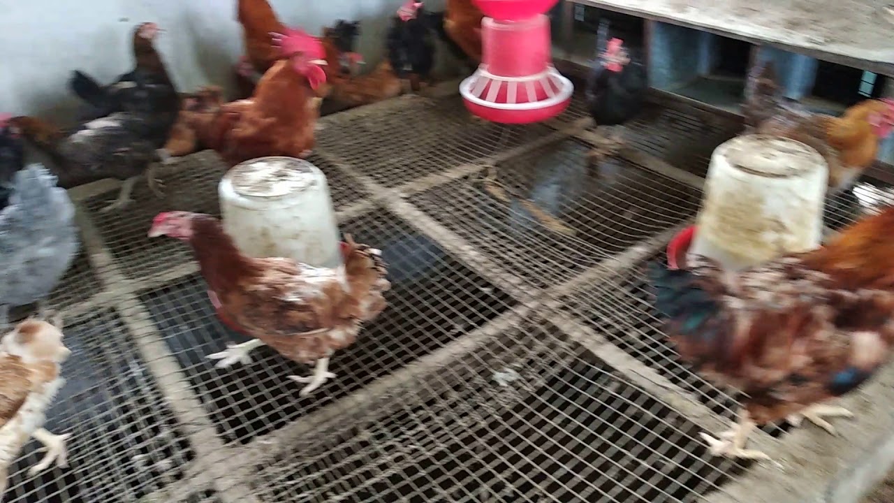 Poultry farm in Kashmir - YouTube
