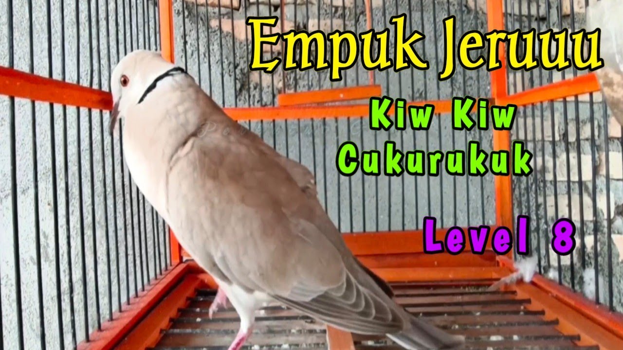 Burung Puter Empuk Jeruuu Kiw Kiw Cukurukuk Minta jodoh episode 8 | The ...