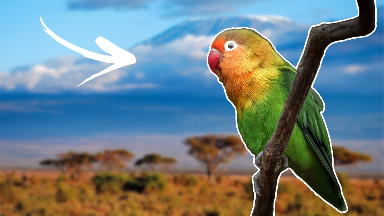 Mon couple d'Inséparable de Fischer ! - YouTube