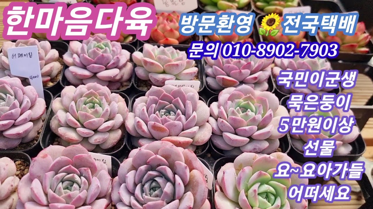 한마음다육예쁜군생신상다육 착한가격에 5만원이상 무료배송 선물도 준비했습니다 ♡알사탕 ♡라즈베리금♡화이트엔젤♡퓨어러브