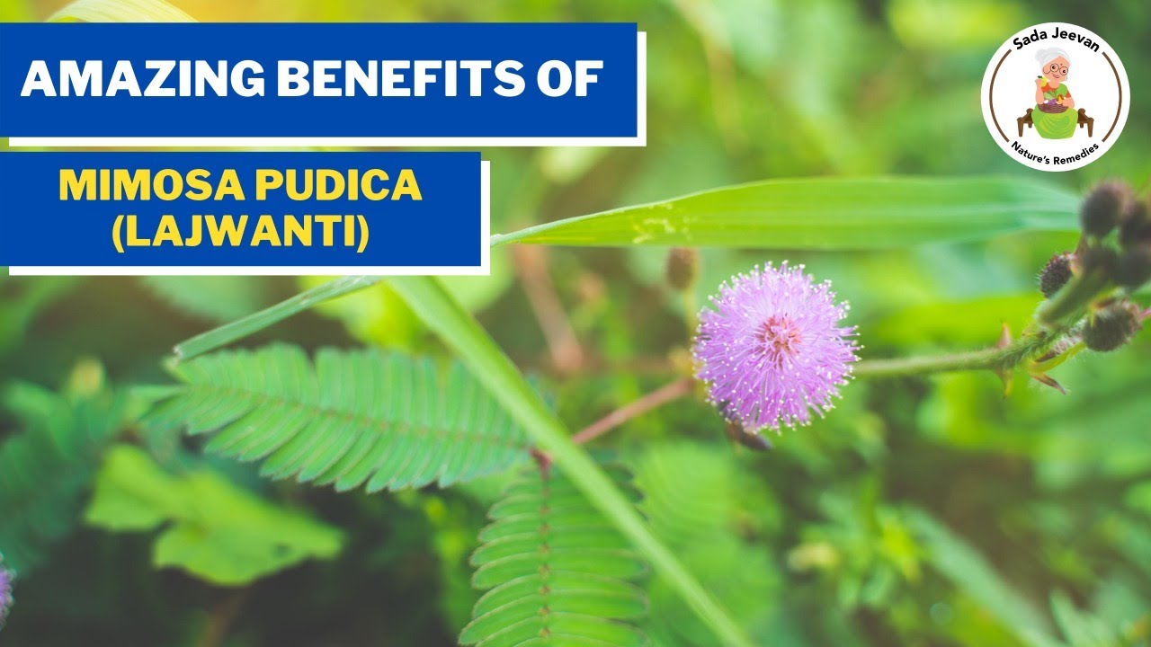 Benefits of Lajwanti(Mimosa Pudica) | Sada Jeevan - YouTube