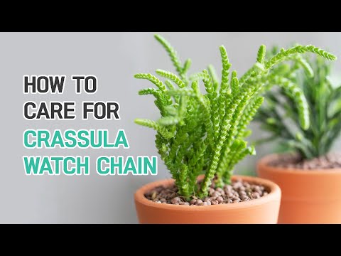 How To Care For Watch Chain Succulent