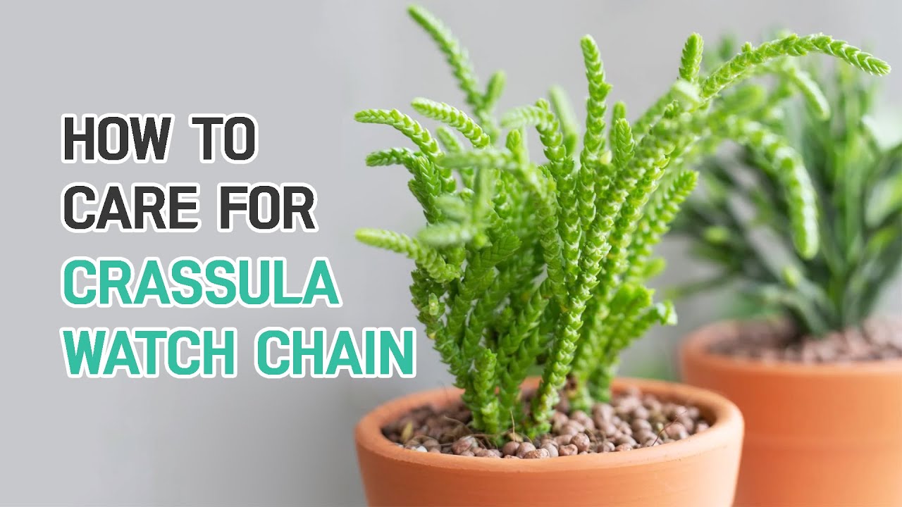BEST TIPS | HOW TO CARE FOR CRASSULA WATCH CHAIN PLANT - YouTube