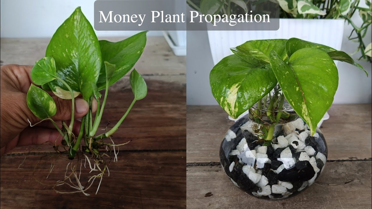 Money Plant Propagation in Water | How to grow Money Plant - YouTube