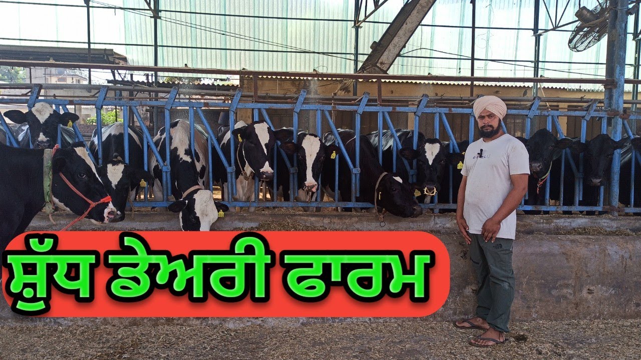 👍ਸ਼ੁੱਧ ਡੇਅਰੀ ਫਾਰਮ/ Shudh Dairy Farm 👍 - YouTube