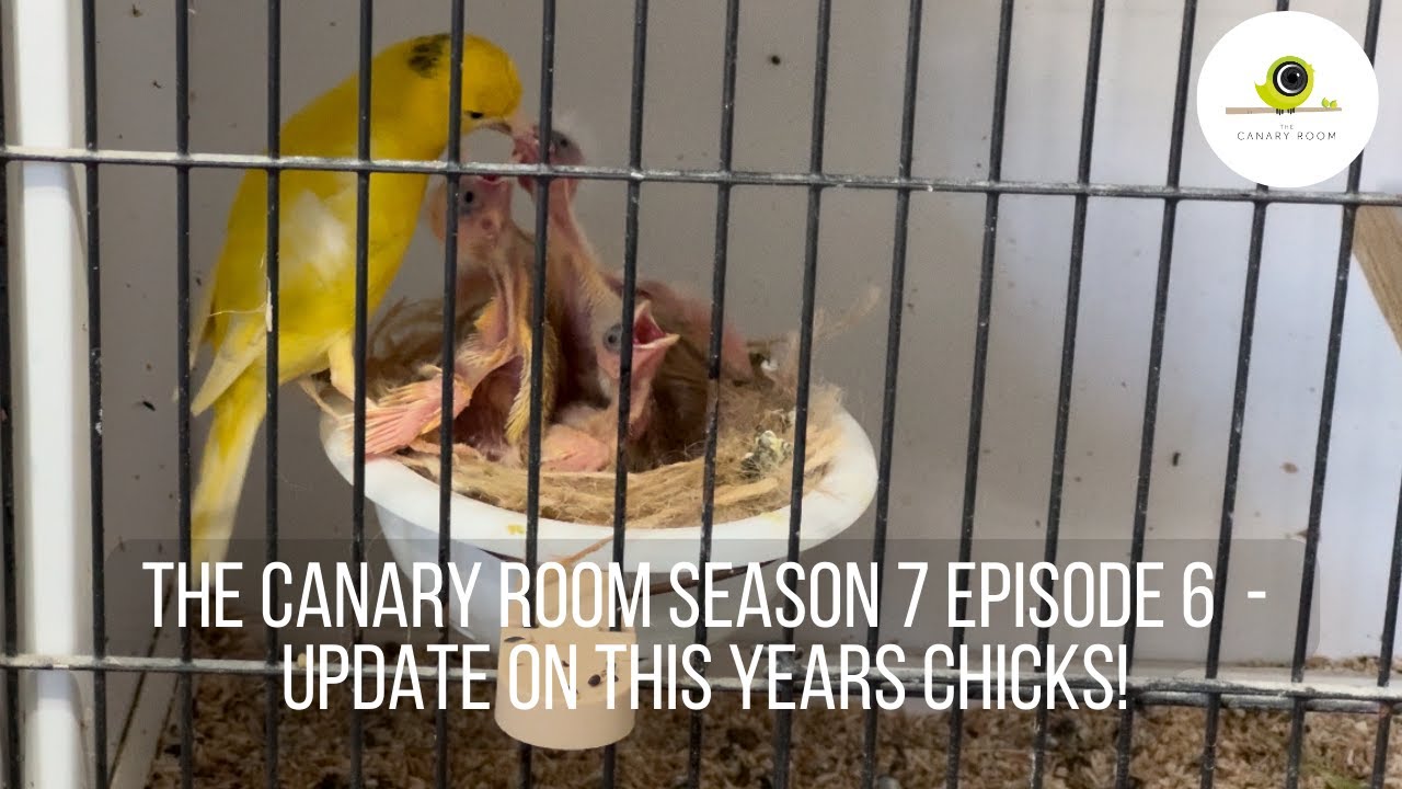 The Canary Room Season 7 Episode 6 - Chicks everywhere! - YouTube