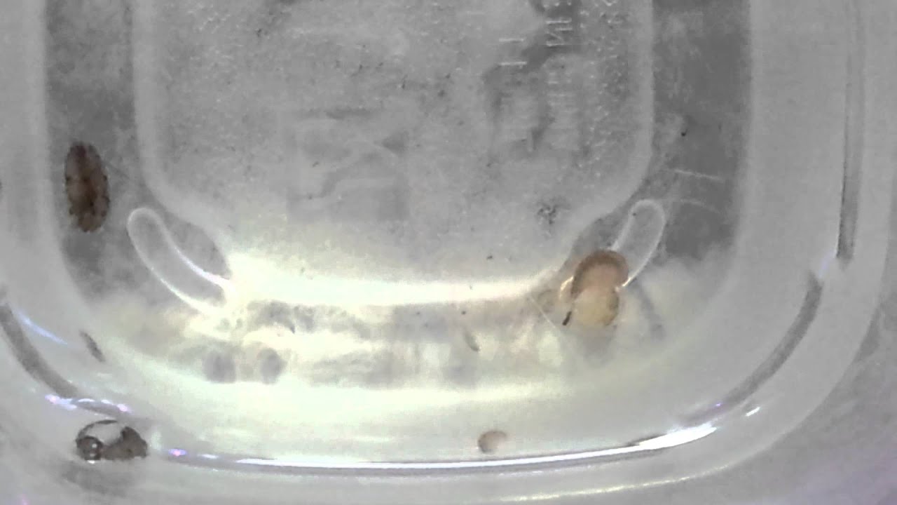 Got three rolly's in my pods. :-) - YouTube