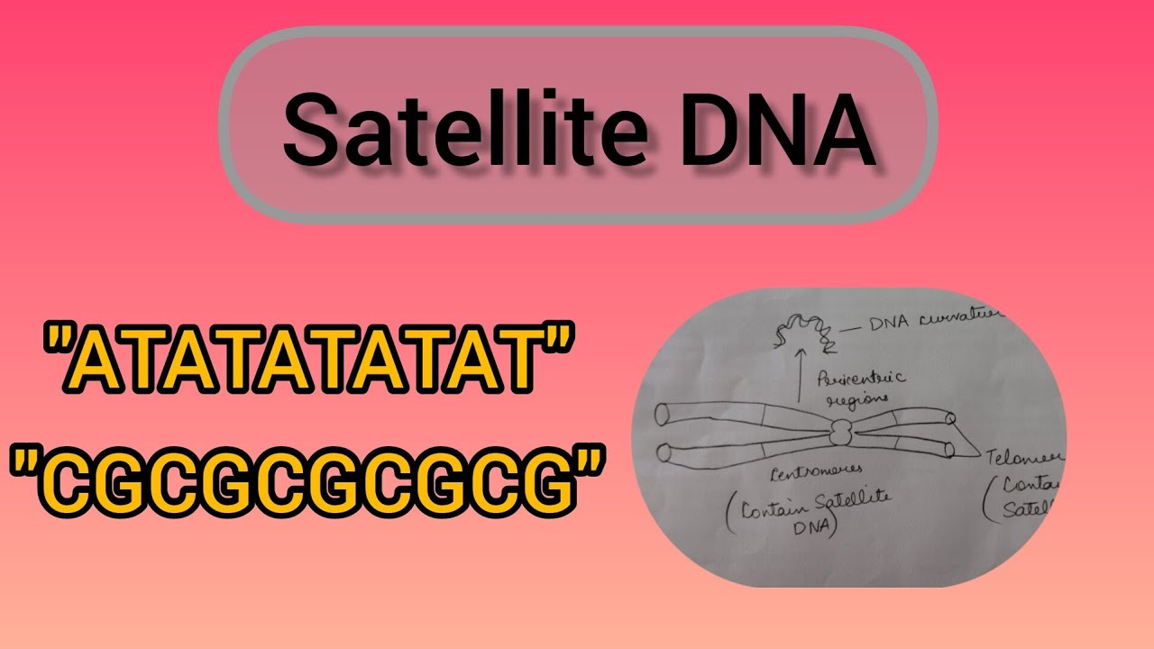 Satellite DNA | Tandemly repeating sequences | - YouTube