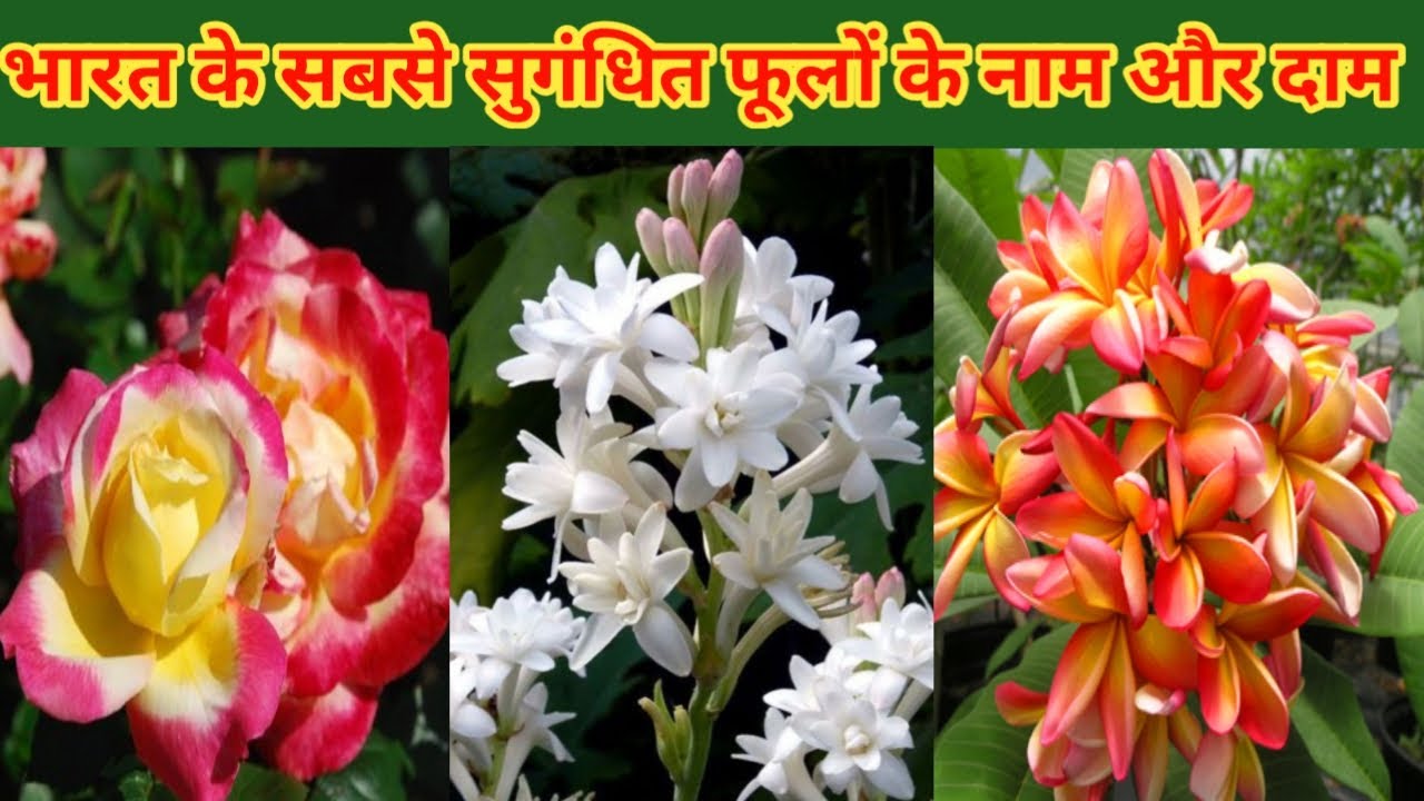 Fragrant flowers in India/मार्च और अप्रैल महीने में लगाएं इन सुगंधित ...