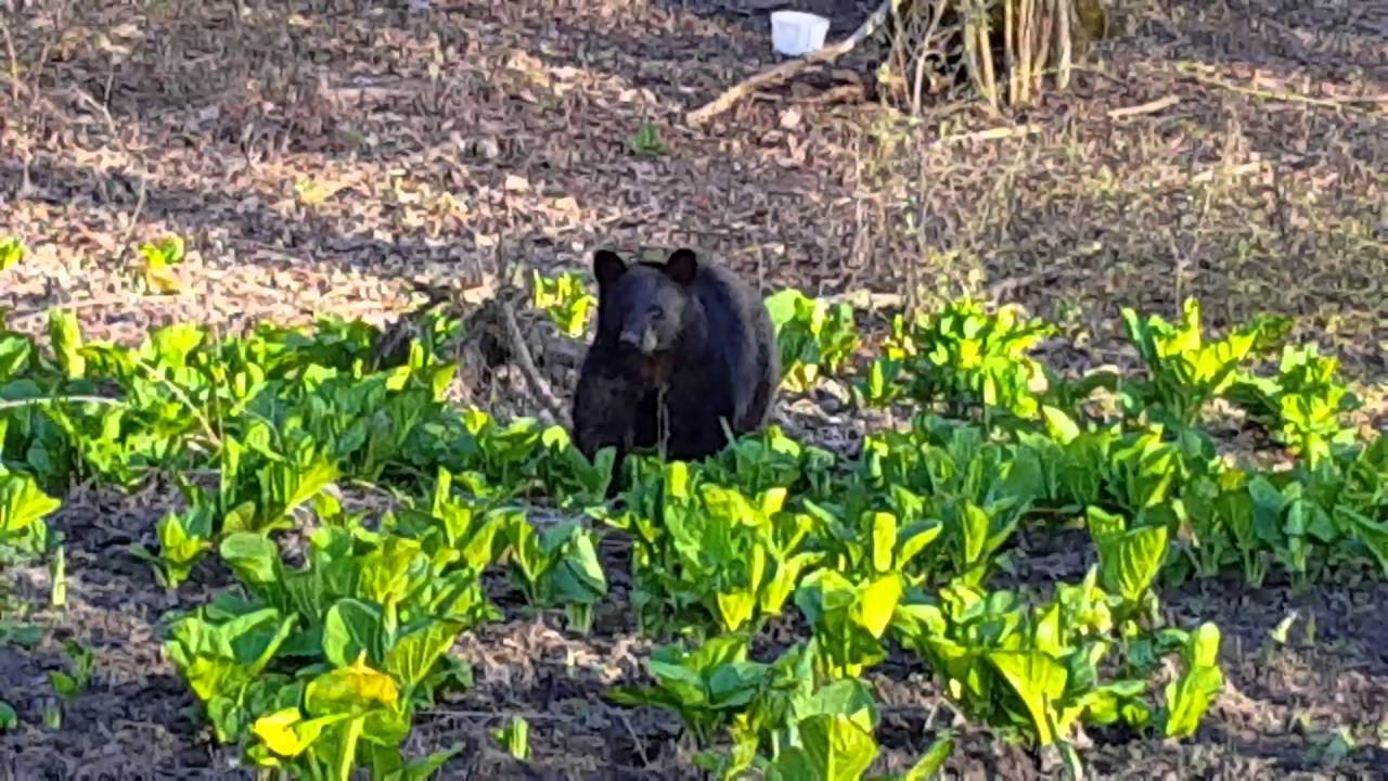 Bear eating skunk cabbage by the mountain house - YouTube