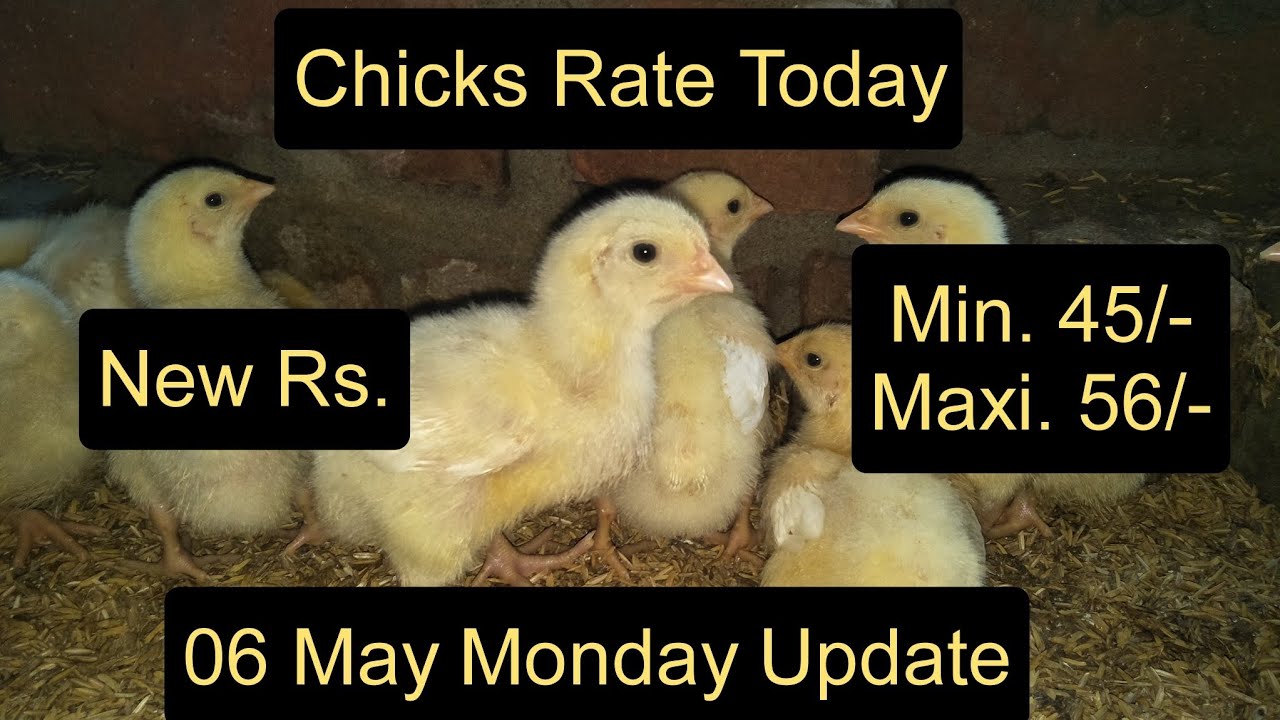 06 May Monday Chicks Rate || All India Cobb Chicks Rs. - YouTube