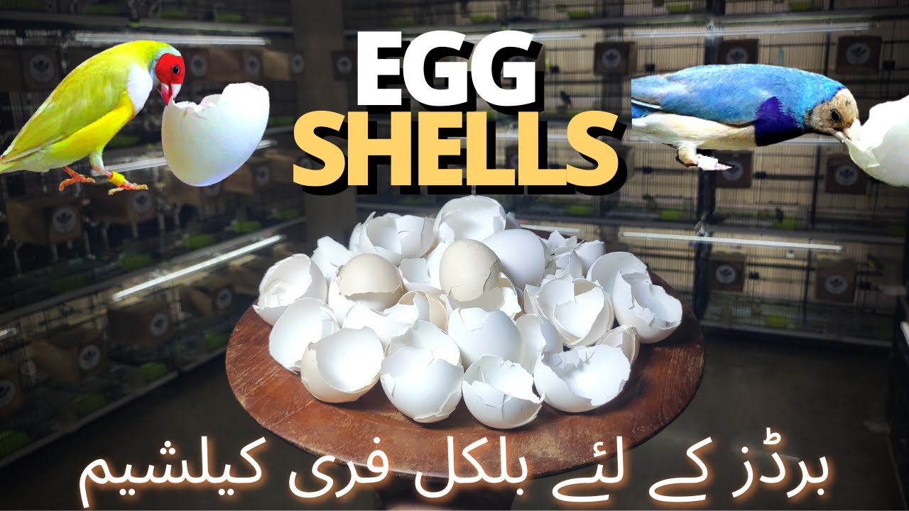 Egg Shells For Your Birds || Free source of Calcium - YouTube