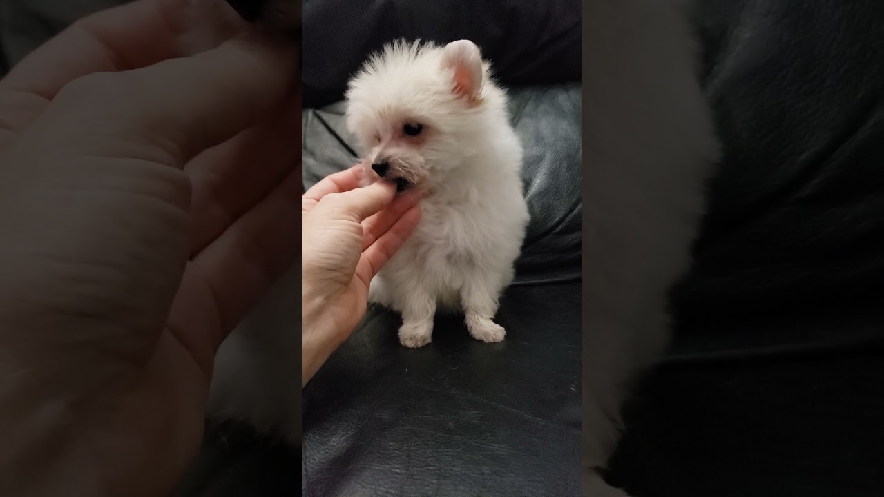 Porkie pomeranian yorkie puppy - YouTube
