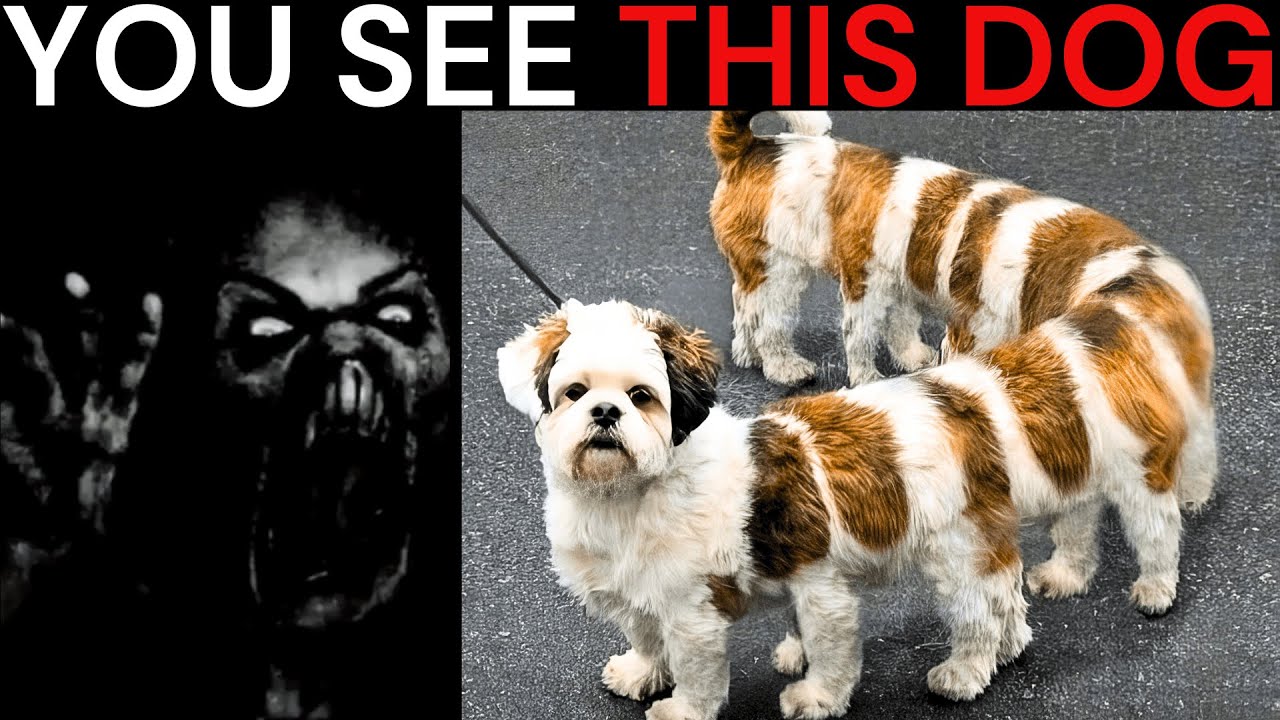 Mr Incredible Becoming Uncanny meme (You see this dog) | 30+ phases ...