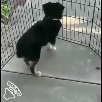 Perro Baila samba - YouTube