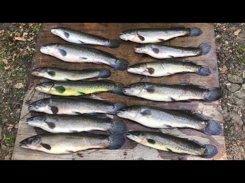 Crappie Fishing! Catching big bowfin on chicken livers! Mudfish ...