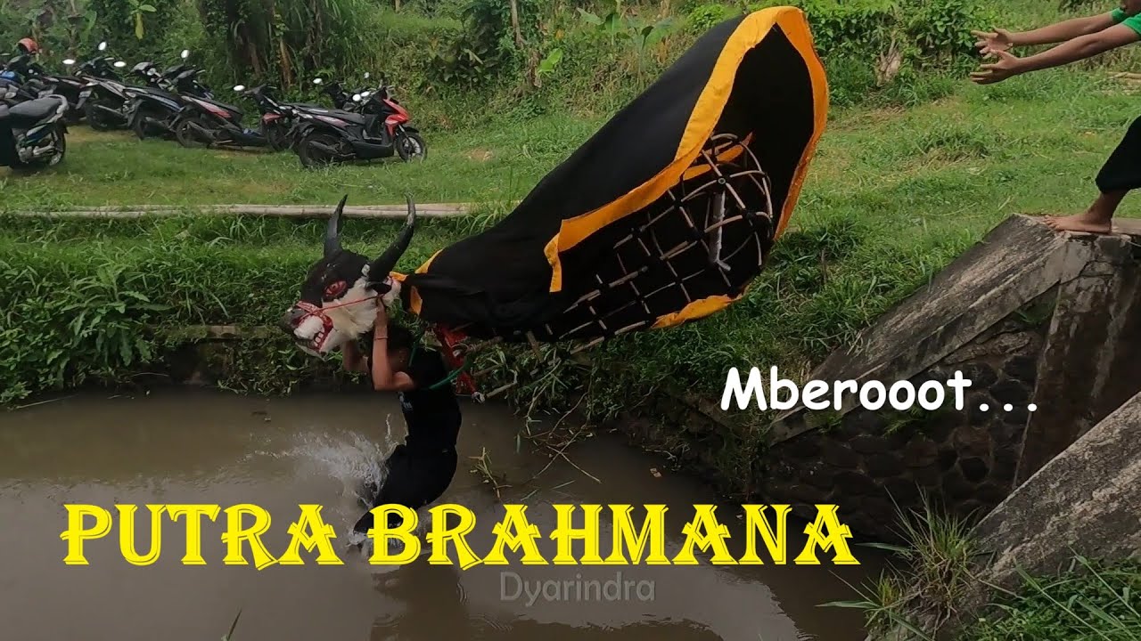 Mberot'ti bambu mewek bareng Bantengan Putra Brahmana - YouTube