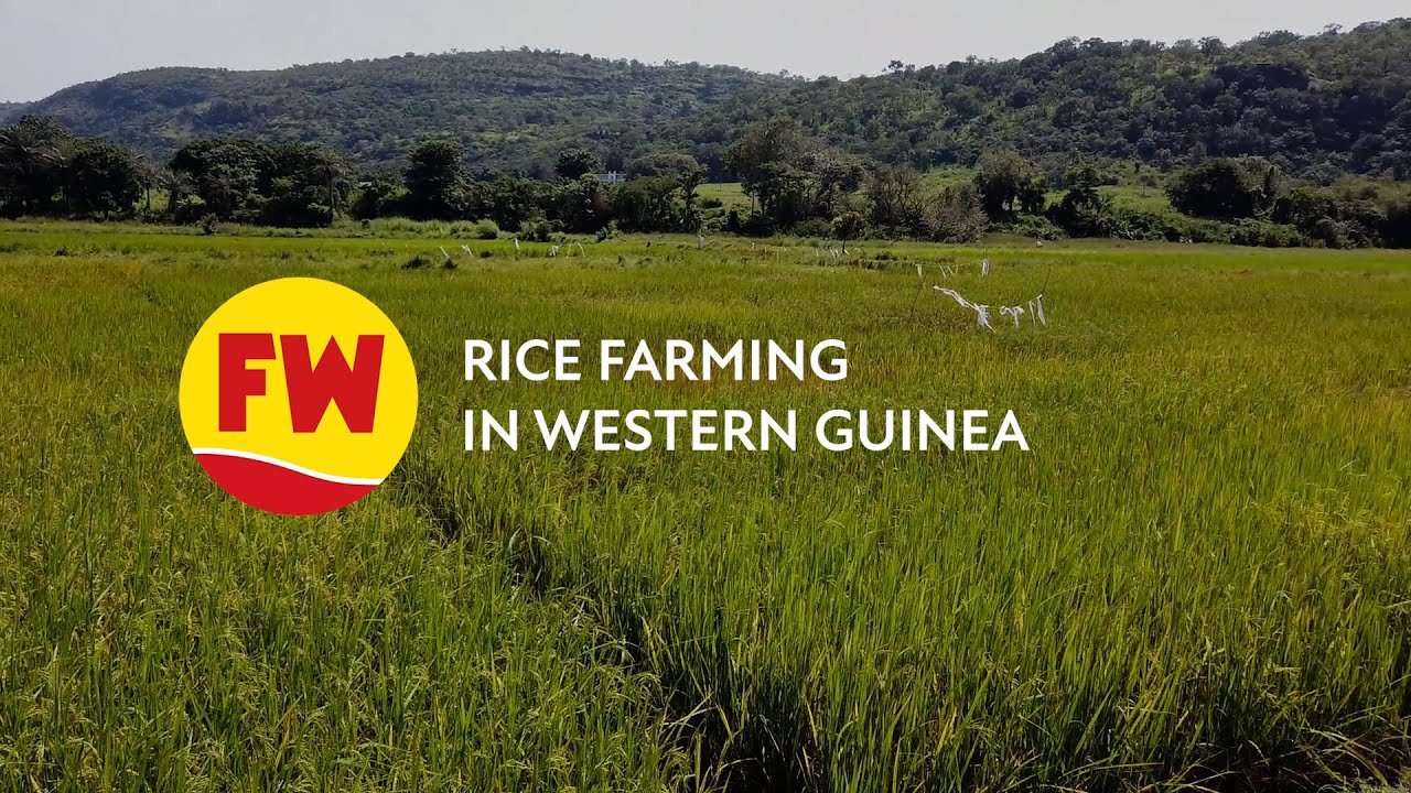 Rice farming in Western Guinea - YouTube
