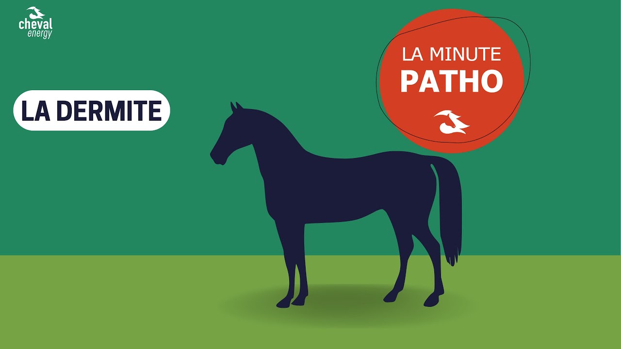 Minute Patho Cheval Energy - La dermite estivale - YouTube