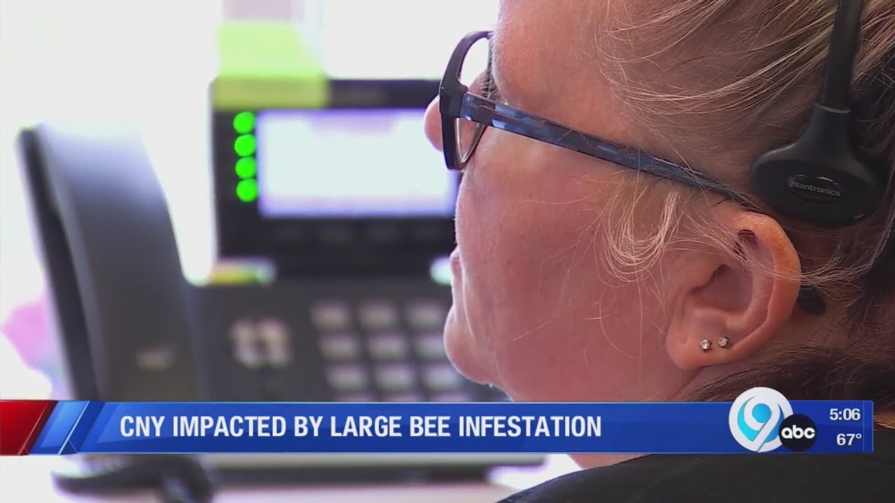 CNY impacted by large bee infestation - YouTube