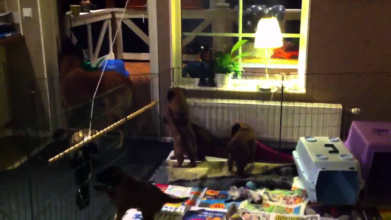 Rusas valpar 6 veckor - YouTube