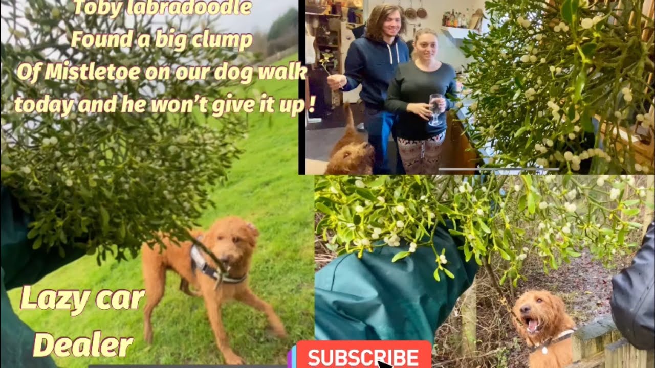 Toby Labradoodle is full of Christmas spirit as he found a huge clump ...