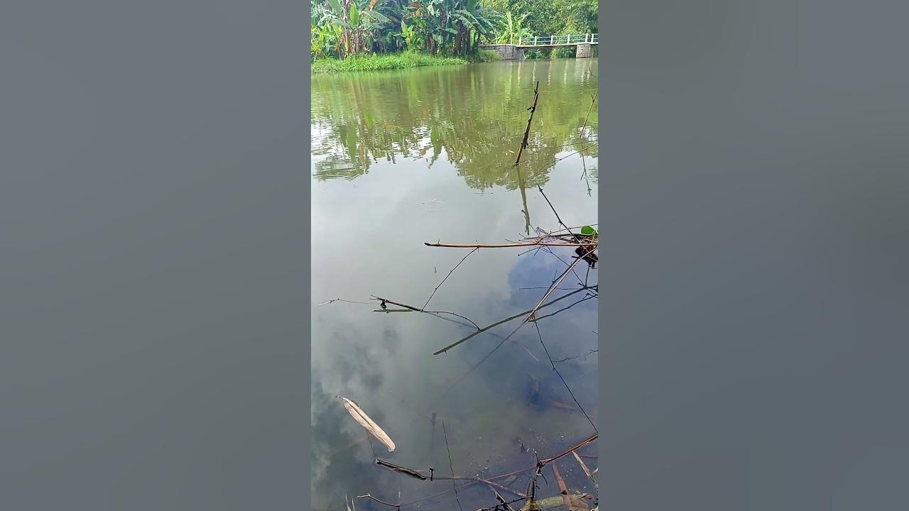 mancing ikan wader sambil ngabuburit 🔥 #microfhising #fishing #mancing #ikanwader - YouTube