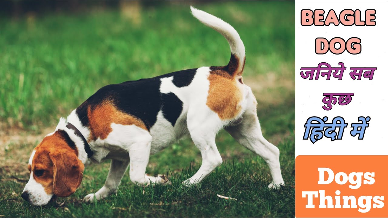 Know all about Beagle Dog in Hindi | जानिये सब कुछ Beagle के बारे में ...
