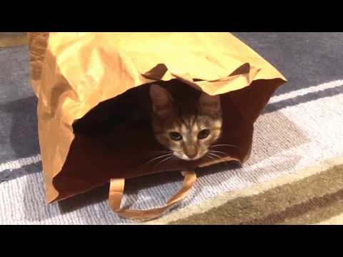 Funny Cats Afraid of Bag | Komik Kedi Torbadan Korkuyor | En Komik Yavru Kedicik