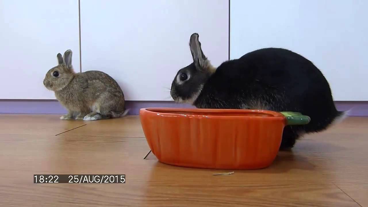 Cute Bunnies Chomping On Food | Cinnamon & Churro - YouTube