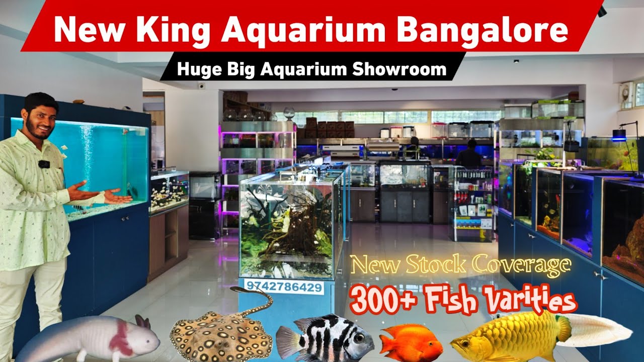 Biggest Aquarium Showroom in India , New King aquarium bangalore, Huge ...
