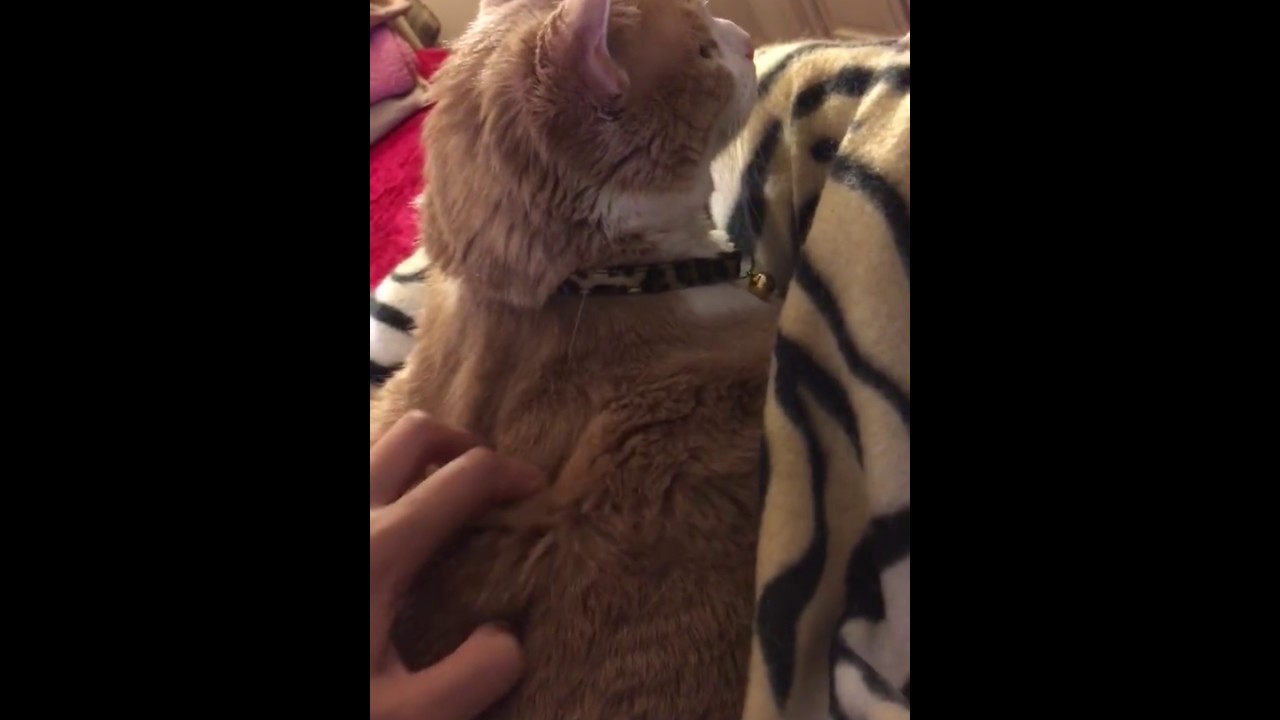 Cat back massage - YouTube