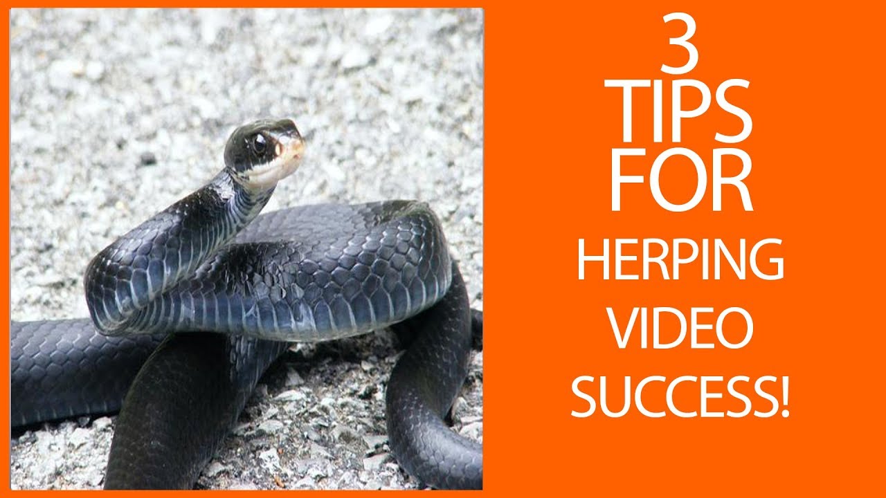 HERPING TIPS 2019 (Three Tips For Herping Video Success) - YouTube