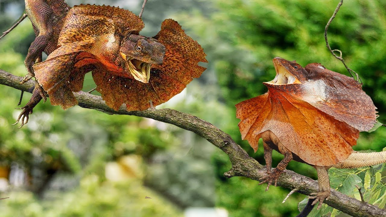 AMAZING LIZARD VS LIZARD REAL FIGHT TO PROTECT TERRITORY | Discovery ...