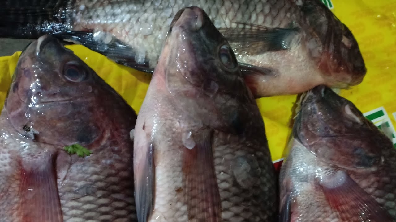 Telapia Fish recipe. - YouTube