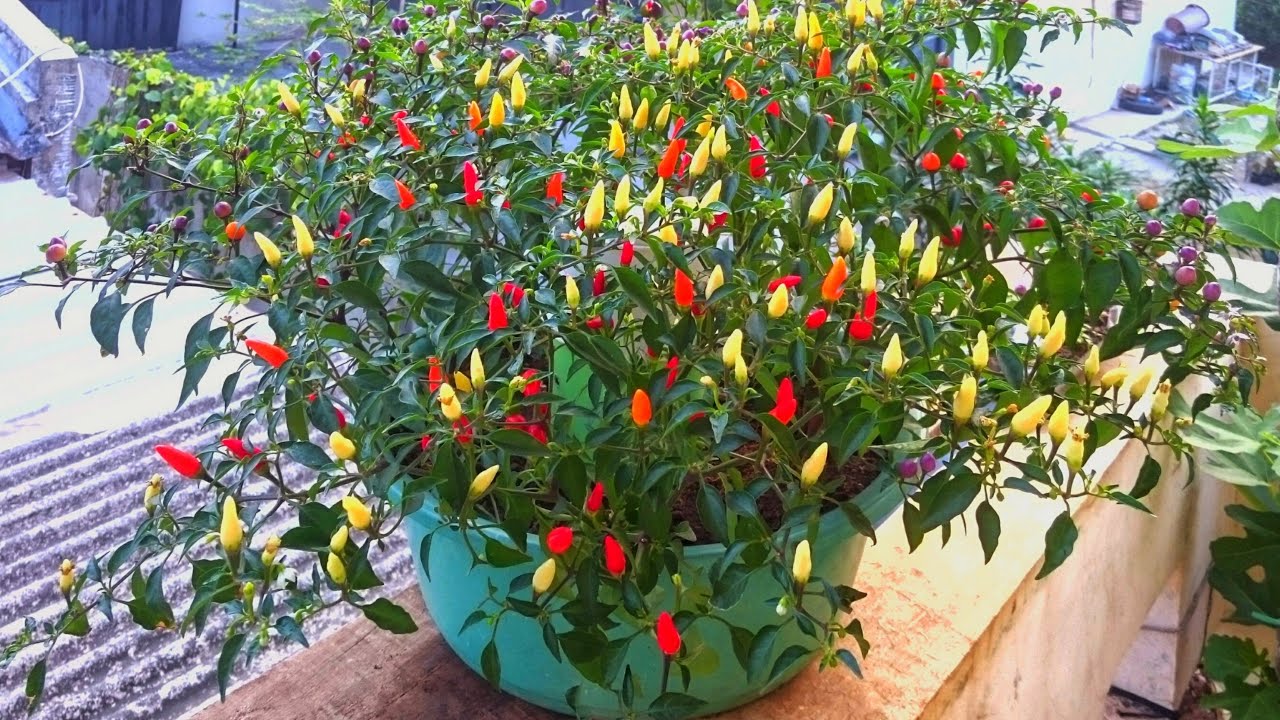 Menanam 5 Pohon Cabai Dalam Satu Wadah - YouTube