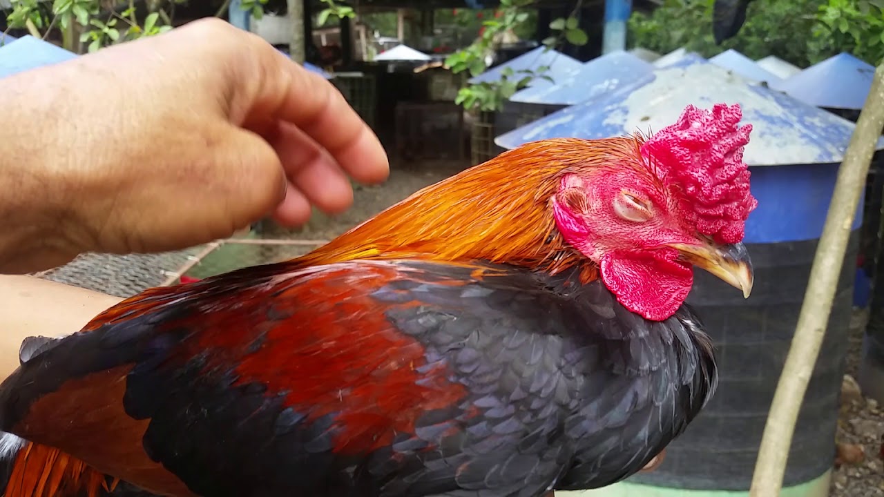 Amarrado los pollo - YouTube