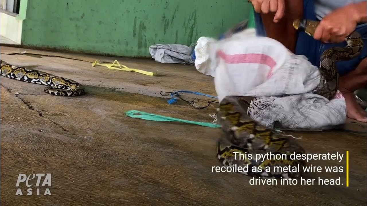 Pythons Skinned Alive for #snakeskin Accessories 🐍💔 - YouTube