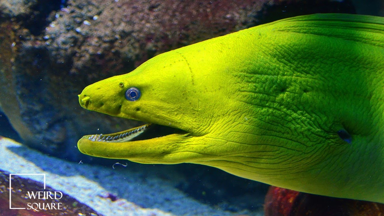 Eel Video | The body of an eel has a slimy coating, hence the phrase ...
