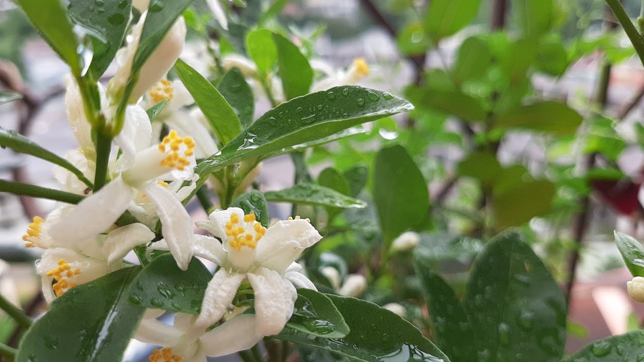 CALAMANSI: FRAGRANT BLOOM, VERSATILE CITRUS, A FILIPINO KITCHEN MUST ...