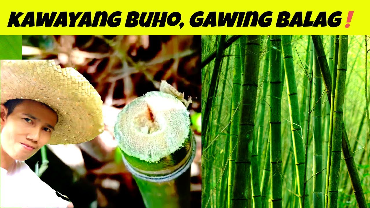 KAWAYANG BUHO, GAWING BALAG ! (Making Trellis) - YouTube