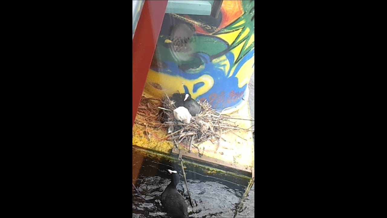 Marokkaan red jonge waterkip - YouTube